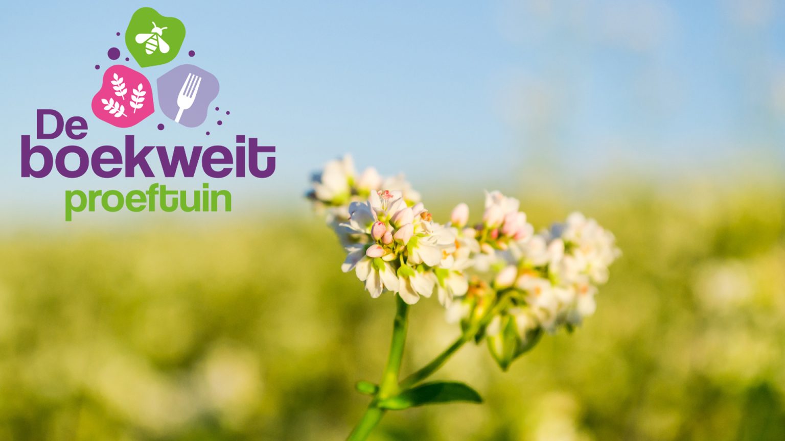 De Boekweit Proeftuin gaat van start op 10 juli a.s. – RTV Meppel